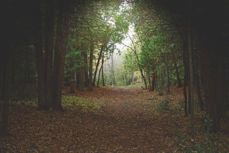 Fire Hydrant/Tree Triplets/River Road – S.H. Livernois